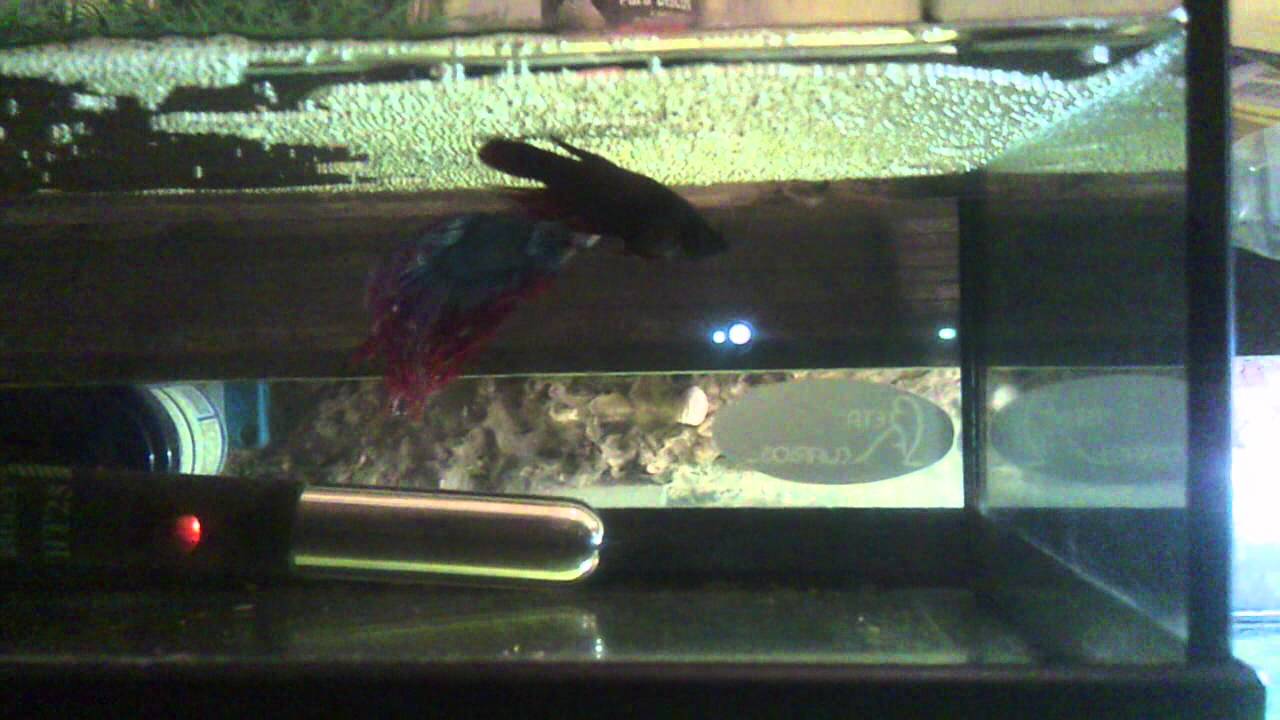 pareja bettas - YouTube