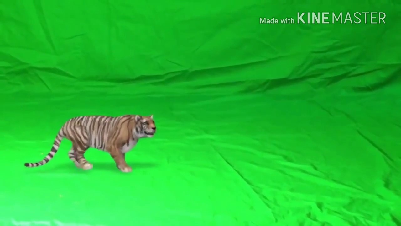 Green Screen VFX video editing || The kine master || green mat video ...