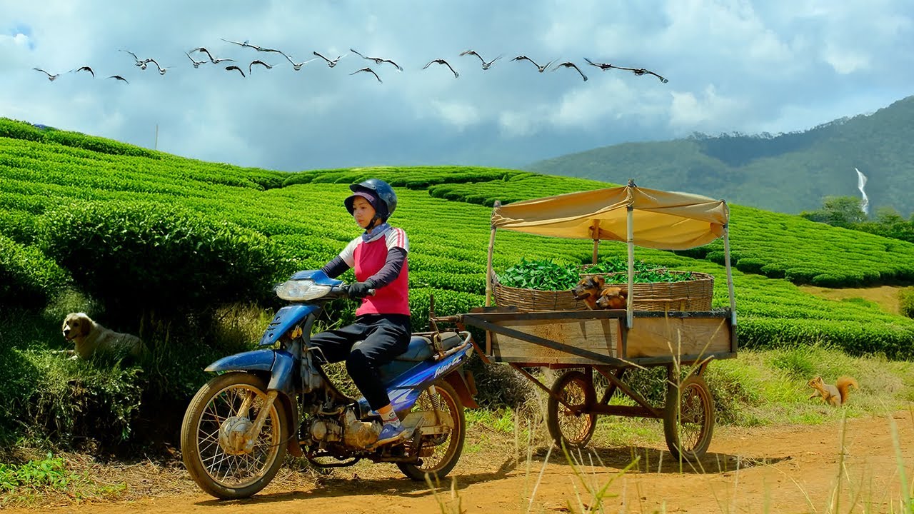 Harvest A Truckload Of Fresh Tea Leaves To Sell At The Market, Make ...