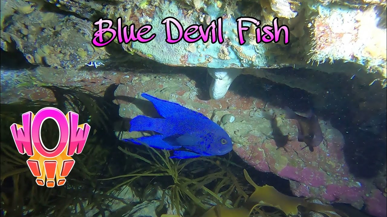Blue Devil Fish #short - YouTube