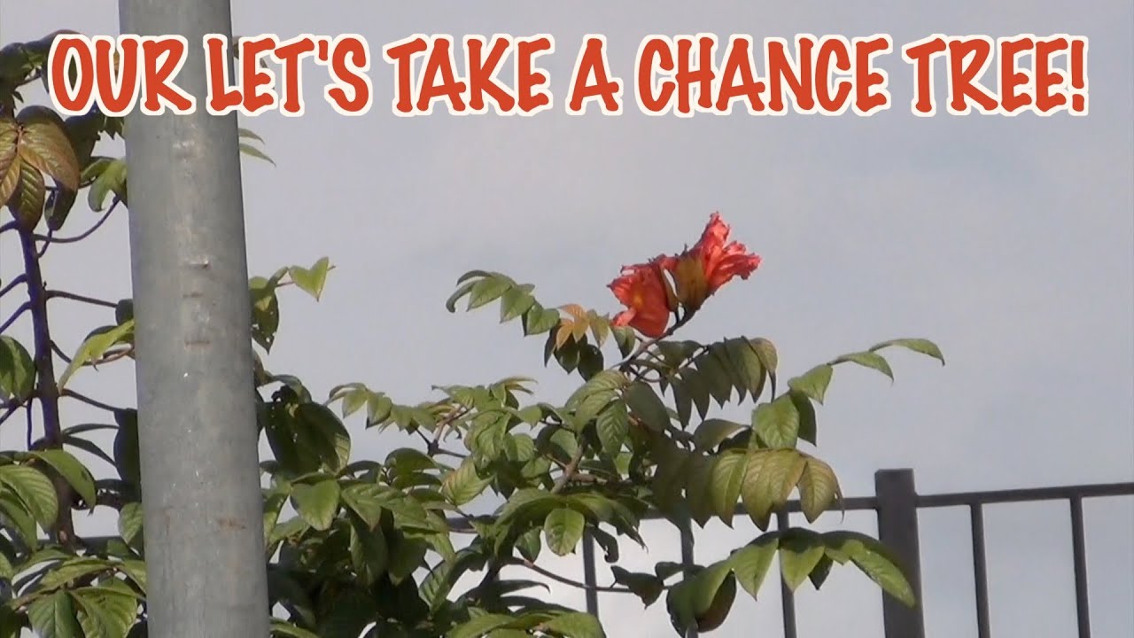 Our Let's Take A Chance Tree! - YouTube
