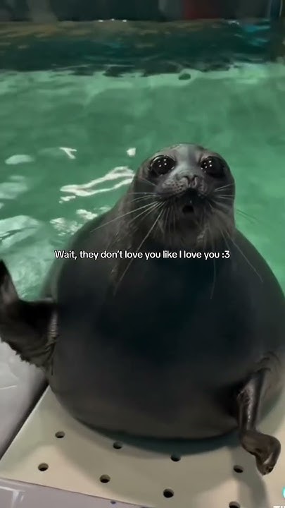 Wait, they don't love you like I love you (seal edition) credit: random ...