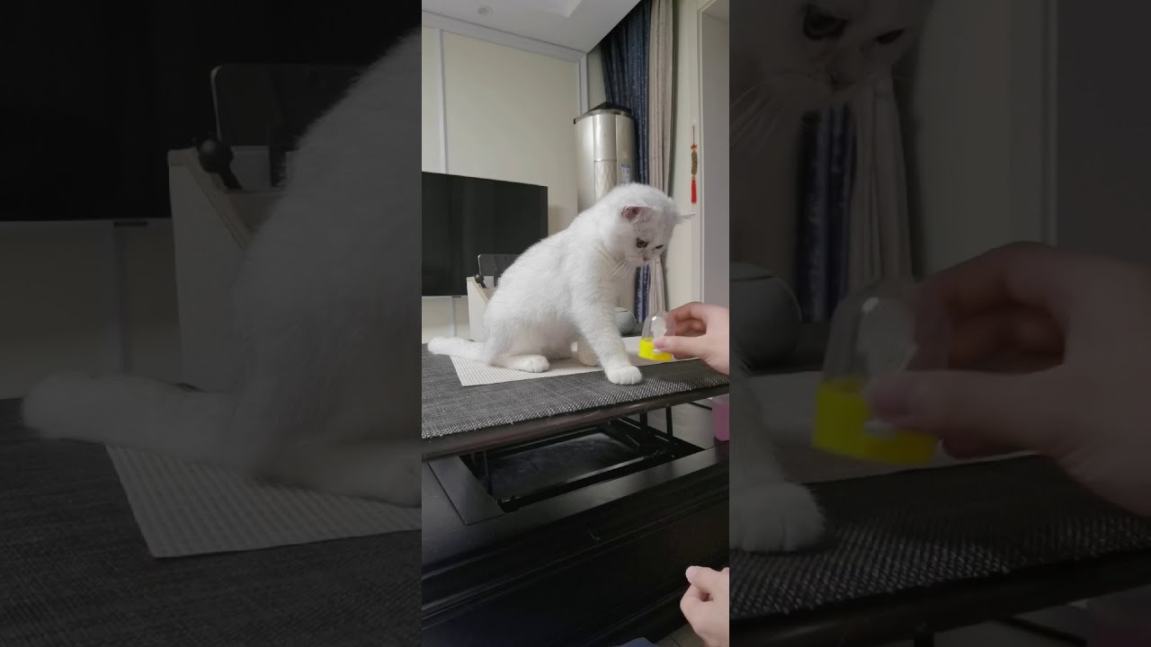 cat push things off the table#Shorts - YouTube