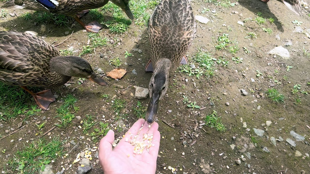 Hand Feeding the Young Ducks Lunch 🐥🐥 - YouTube