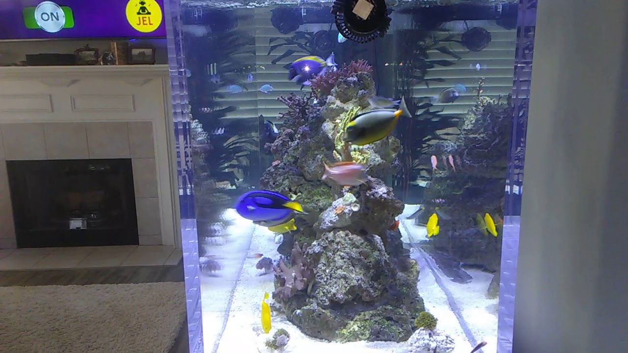 Reef tank update ....ozonizer from wish.com???? - YouTube