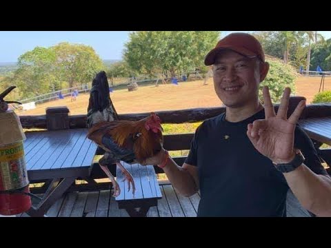 Blue Blade Gamefarm | Sonny Lagon - YouTube