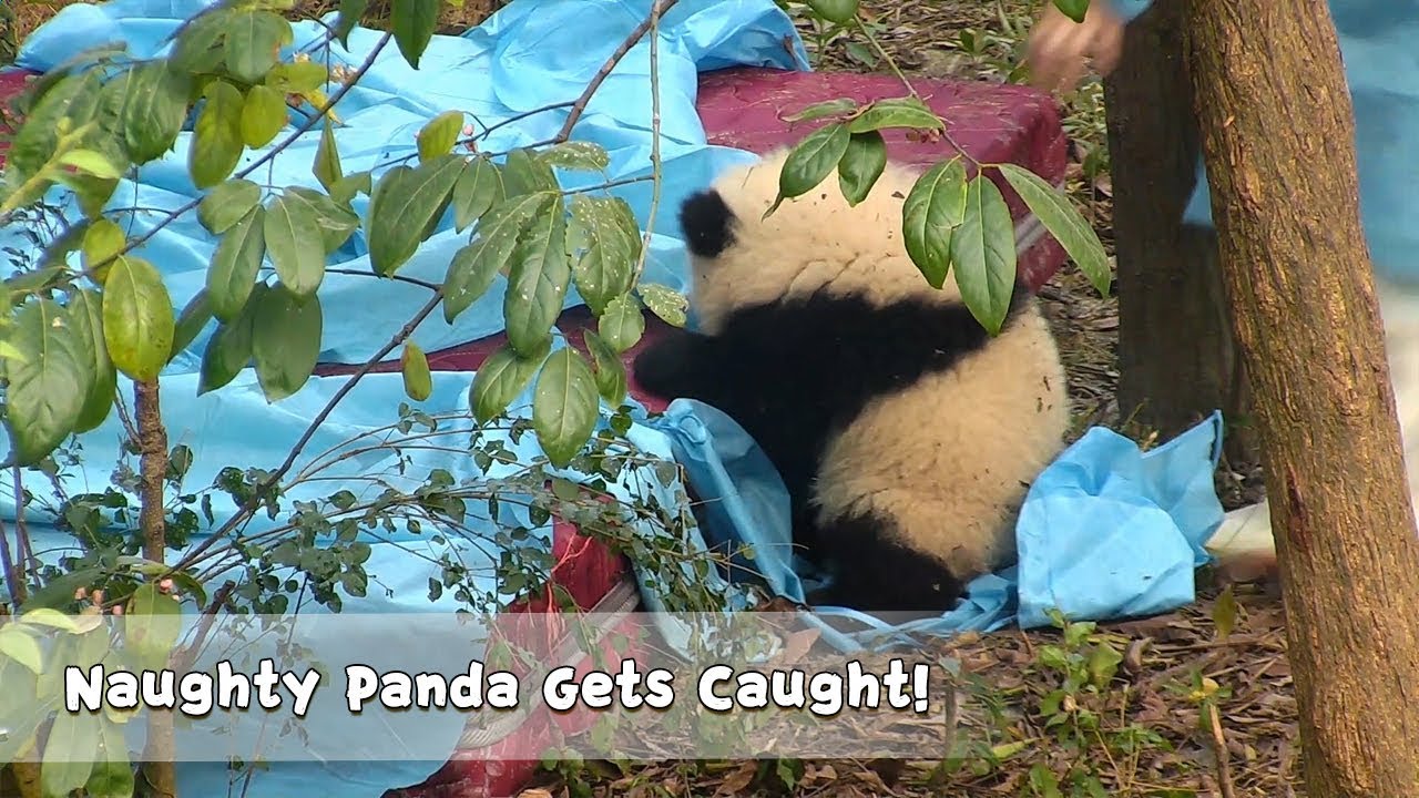 Naughty Panda Gets Caught! | iPanda - YouTube
