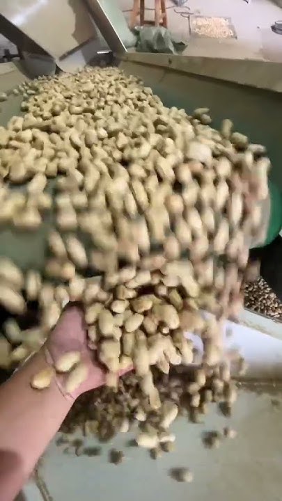 AMD Groundnut/Peanut With Deep Learning Sorting Machine For#colorsorter ... AMD Groundnut/Peanut With Deep Learning Sorting Machine For#colorsorter ...