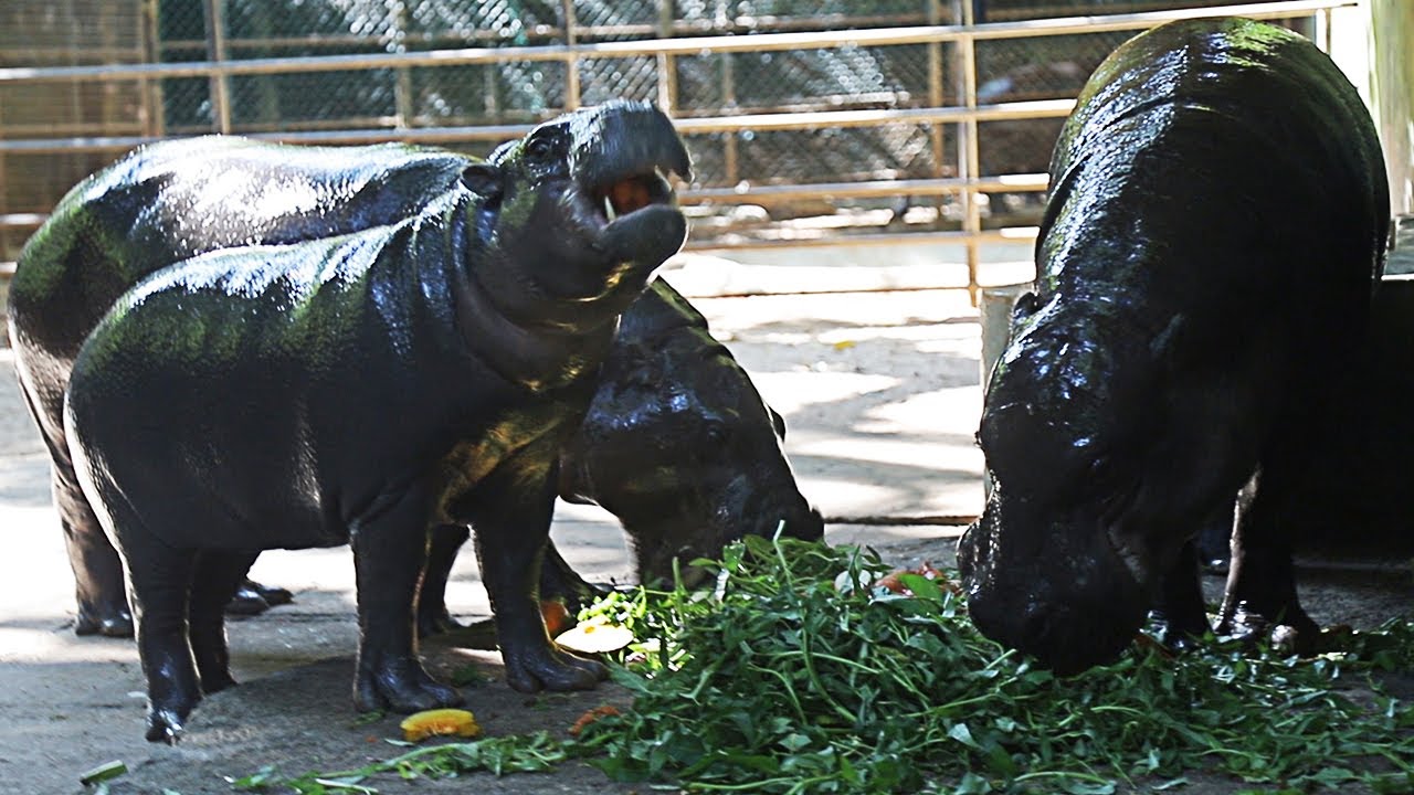 CUTE PYGMY HIPPO BABY ''EATING" WITH MOM & DAD | ANIMAL LIFE - YouTube