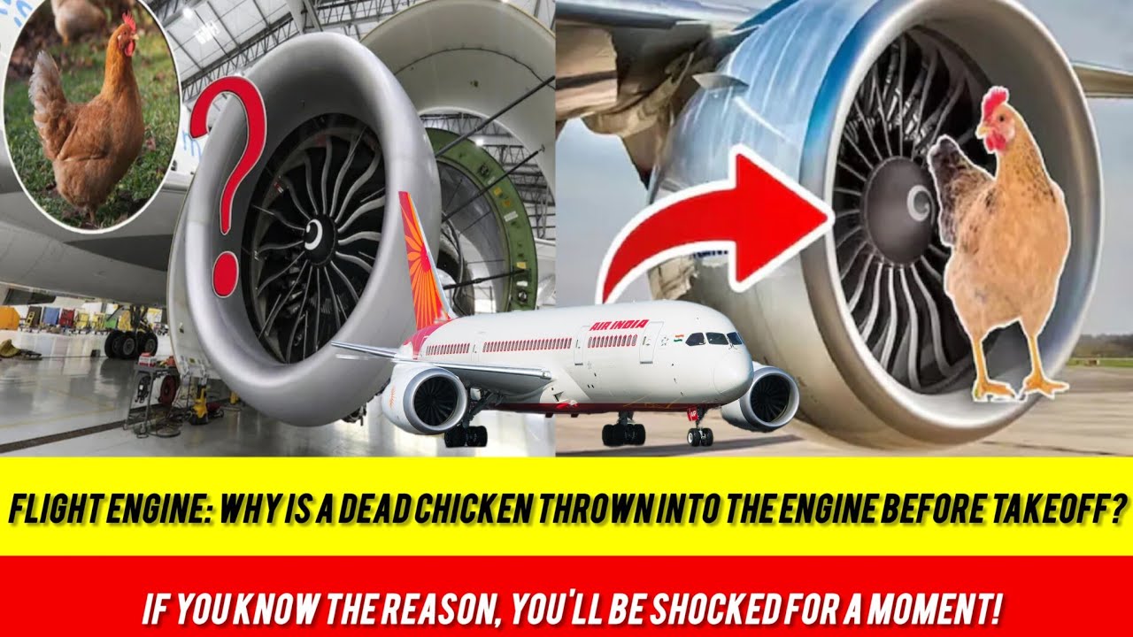Flight Engine: Why is a dead chicken thrown into the engine before ...