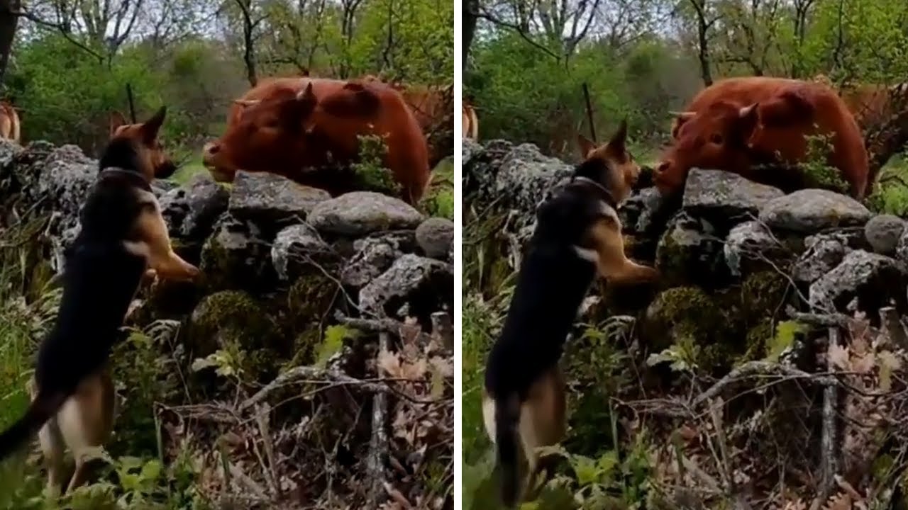This cow and German Shepherd have become instant friends #Shorts - YouTube