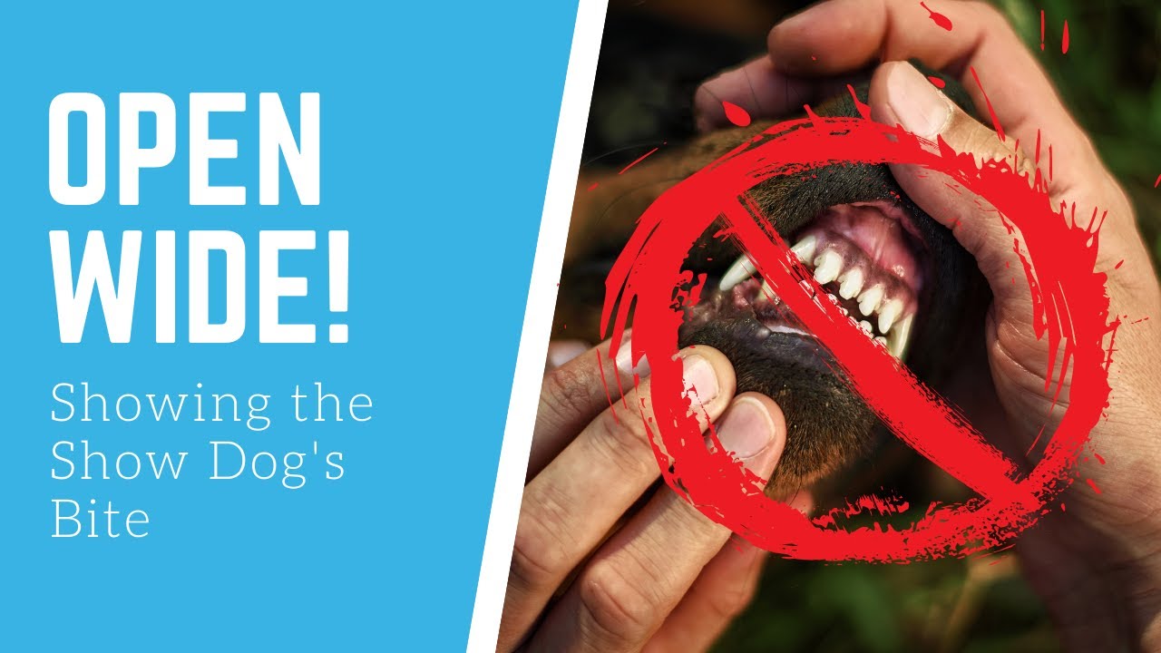 How to Show the Bite or Show the Teeth to the Judge in the Show Ring ...