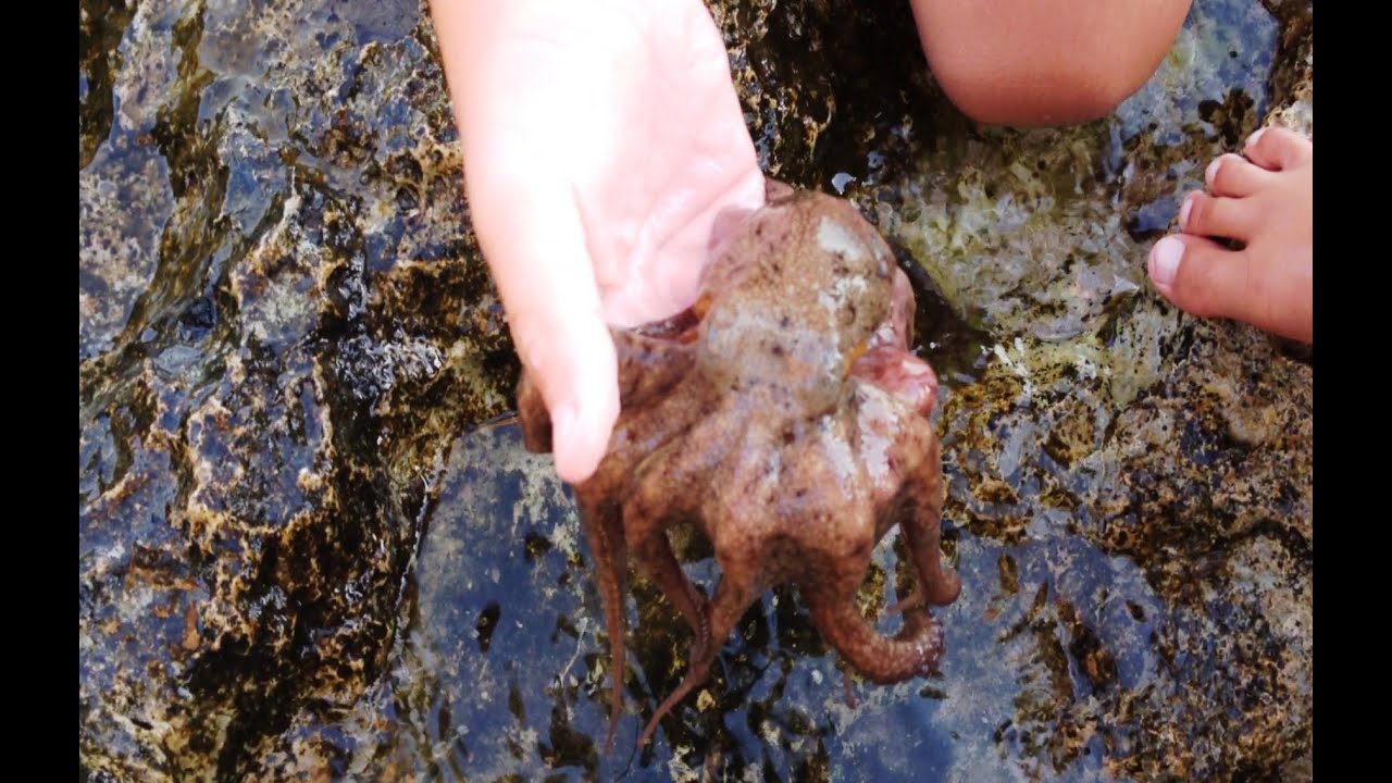 Piccolo Polpo - Small Octopus - YouTube