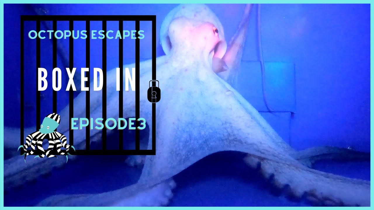 Octopus Escapes - Boxed In – Episode 3 - YouTube