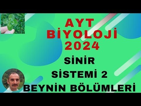 AYT BİYOLOJİ, SİNİR SİSTEMİ 2, BEYNİN BÖLÜMLERİ, OMURİLİK, 11.SINIF BİYOLOJİ