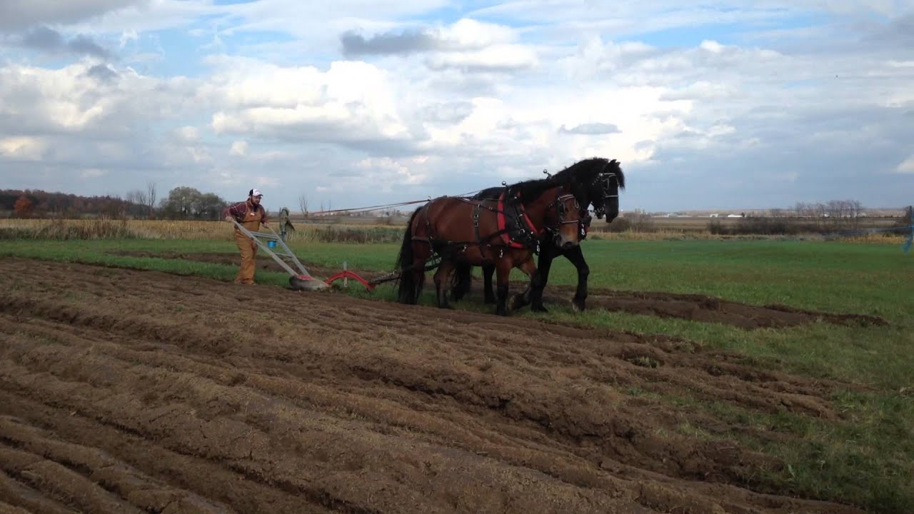 Labour avec chevaux - YouTube