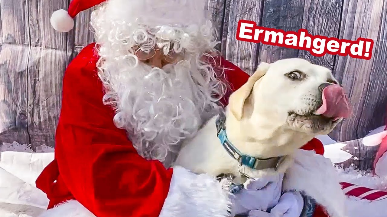 Surprising Dogs With A Secret Santa Photoshoot! - YouTube
