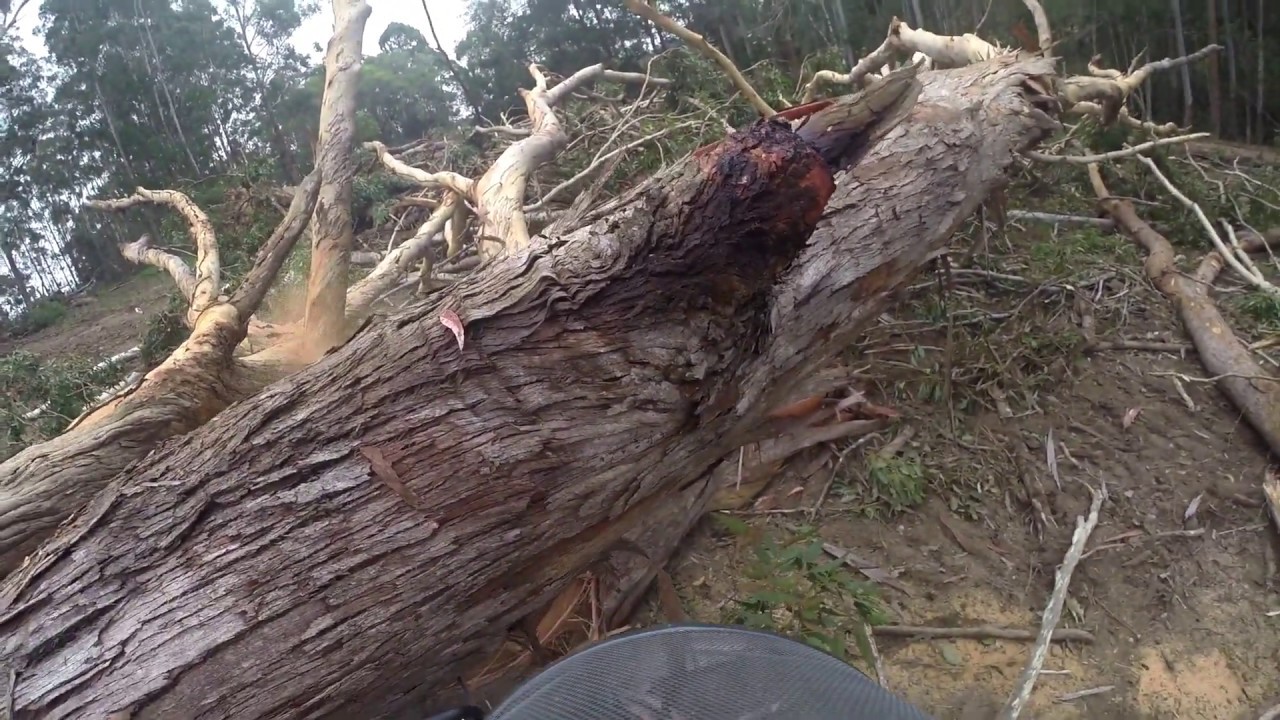 Clearing trees for firebreak - YouTube
