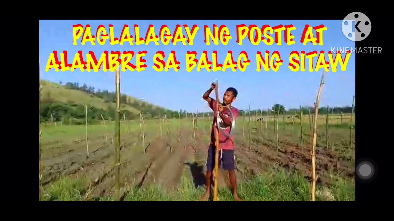 PAGLALAGAY NG POSTE AT ALAMBRE SA BALAG NG SITAW - YouTube