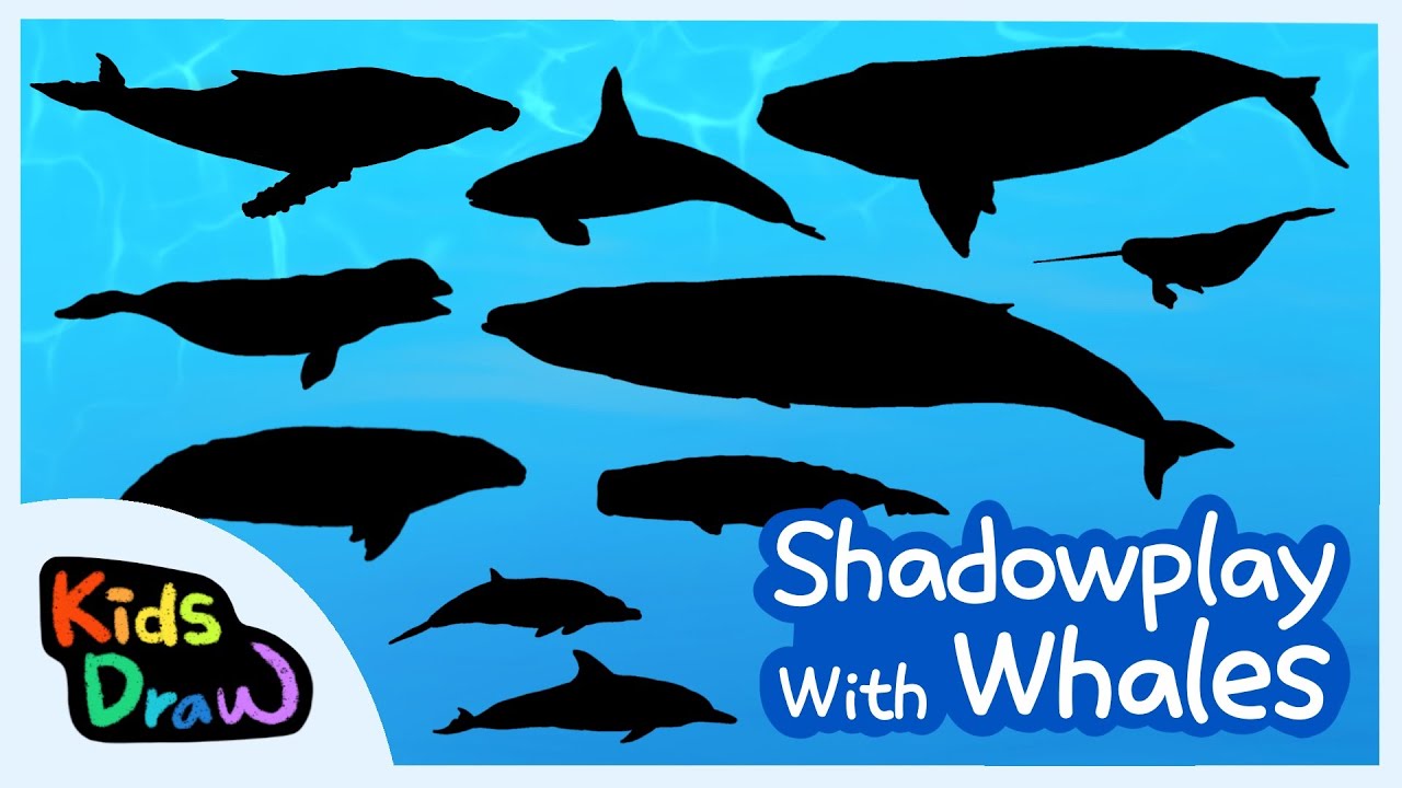 Shadowpaly with Whales | Whales Quiz | What kinds of whales live under ...