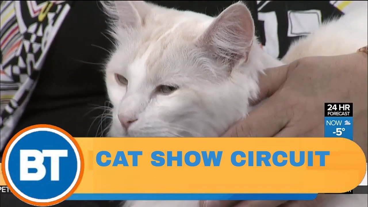 An inside look at ‘Catwalk: Tales from the Cat Show Circuit’ - YouTube