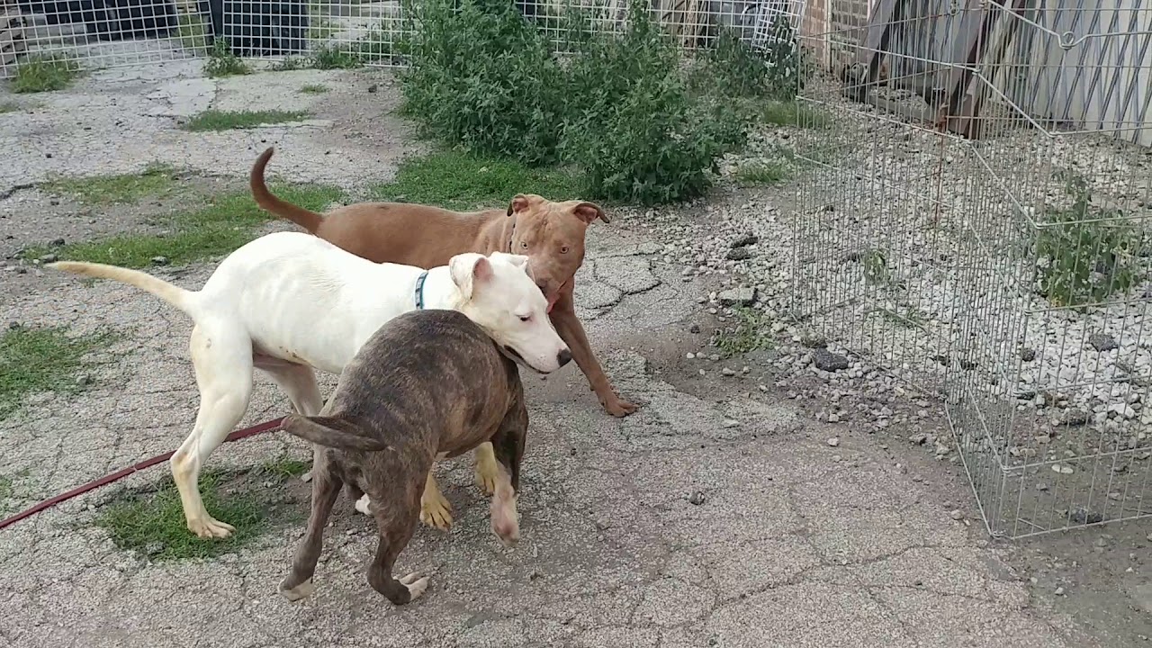 Atlas, rockstar, Clyde + dom - YouTube