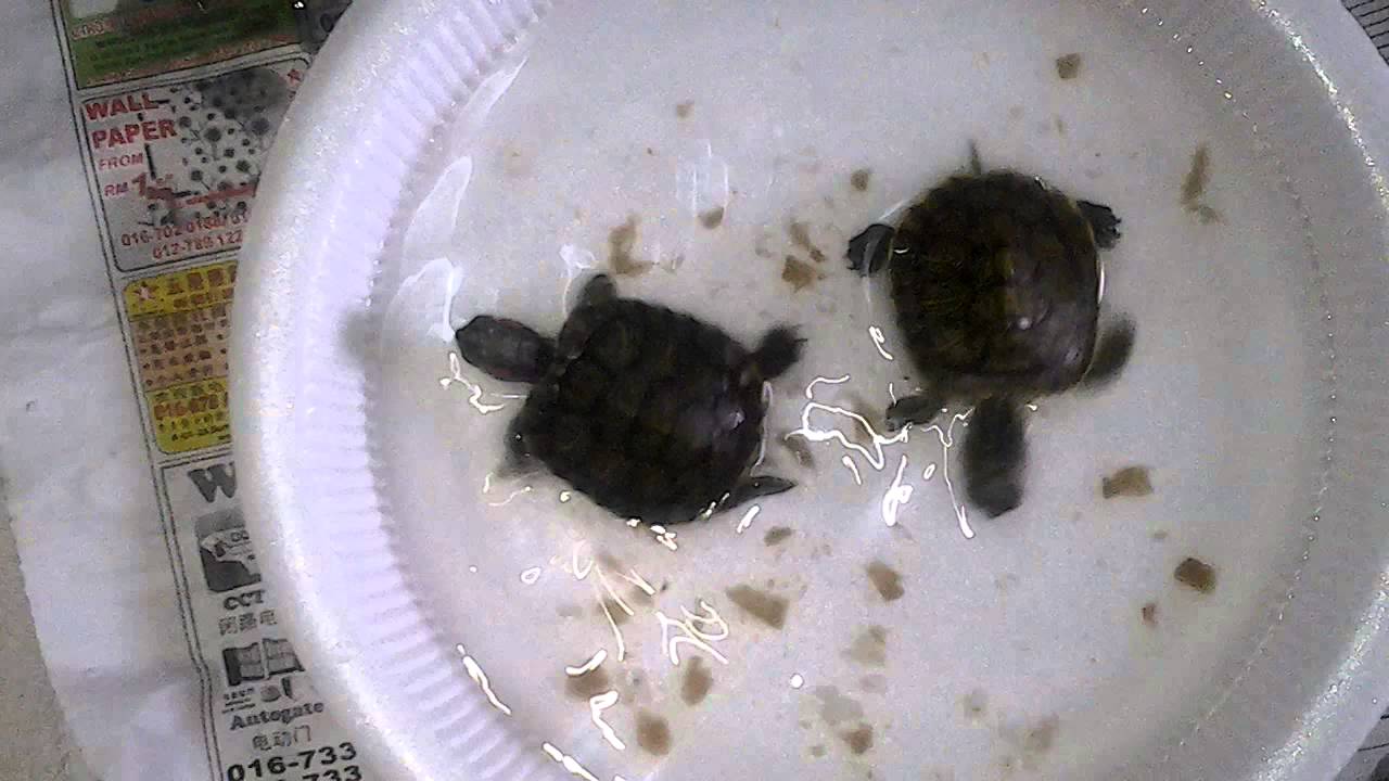 Baby turtle shake shake shake! - YouTube