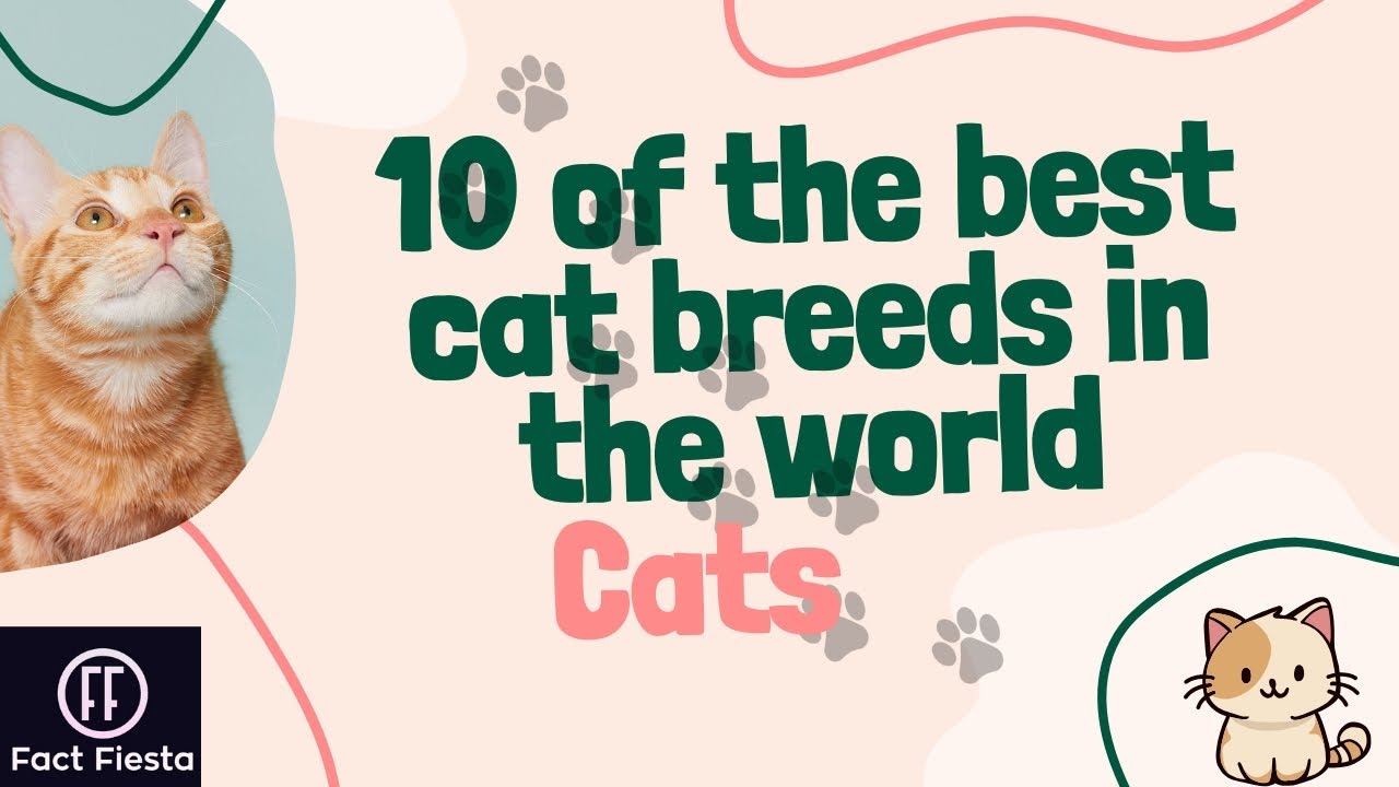 10 of the best, most beautiful and attractive cat breeds in the world ...