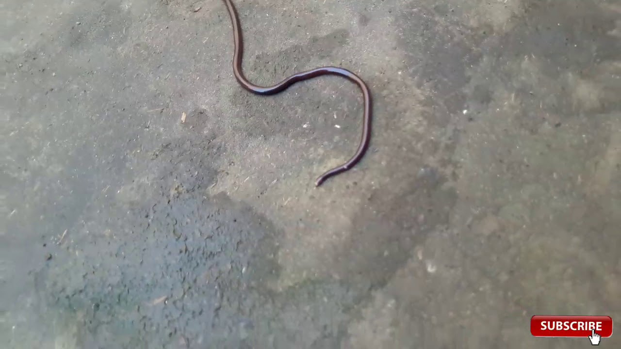Teliya snake in my home || Teliya saap || verry small snake - YouTube