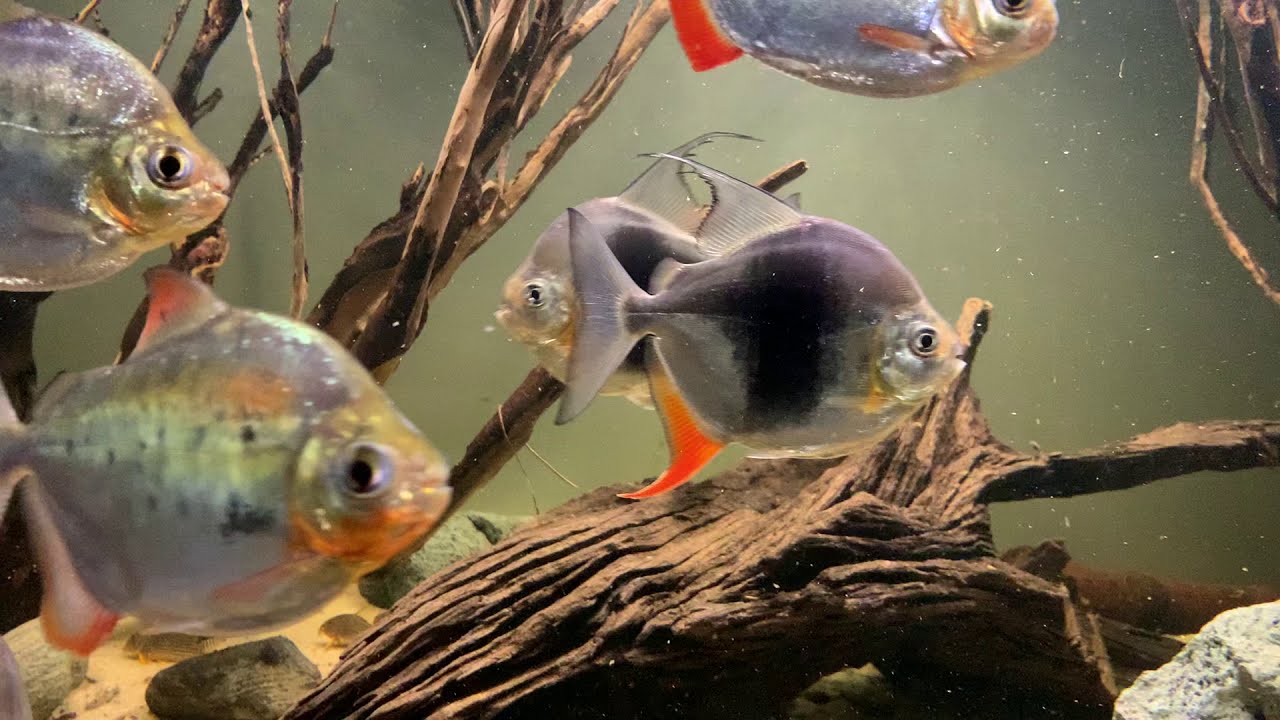 Metynnis spec Peru Big Spots, Myleus Blackberry (Lamax III), Krobia ...