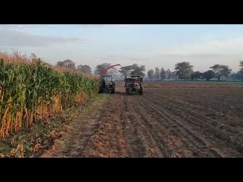 maize chopper 2 rows silage sira bagimsiz silaj