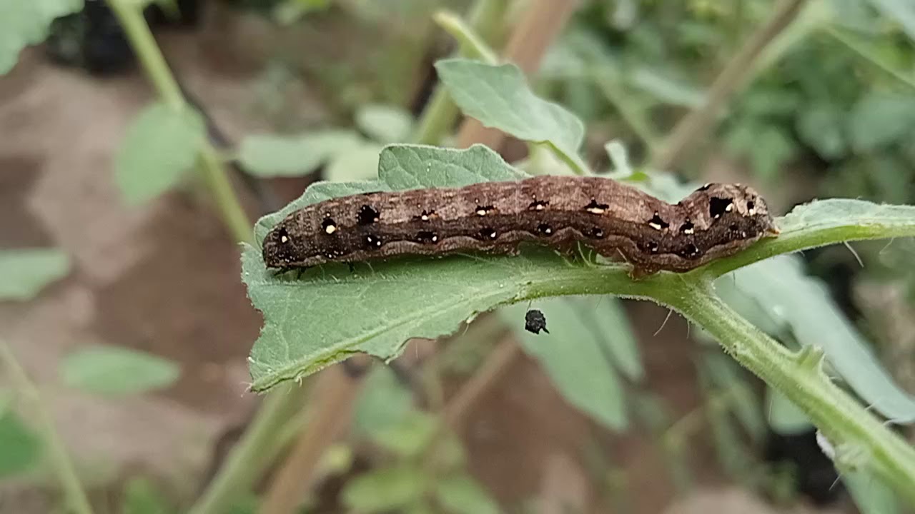 Mengenal Hama ulat Spodoptera litura (memakan daun tomat). - YouTube