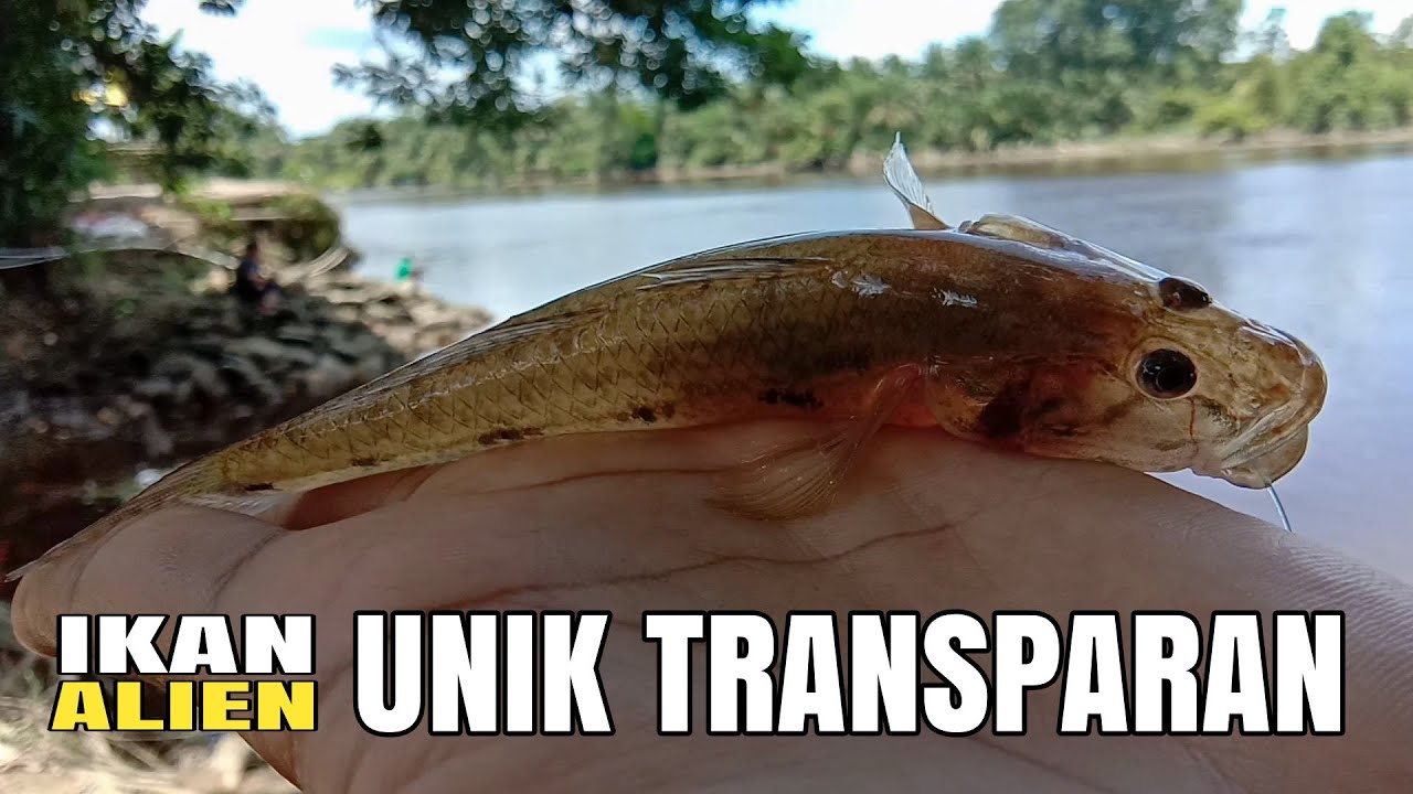 LUCU TAPI SEREM KAYAK ALIEN 👽 - YouTube