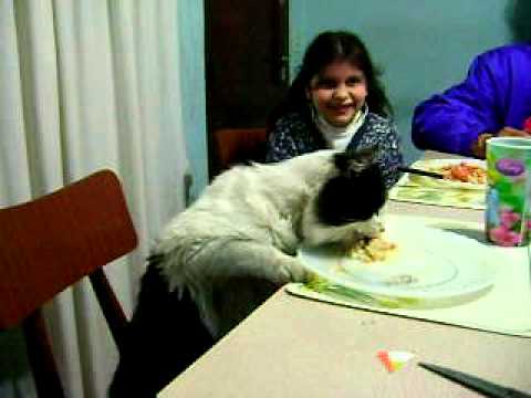 BICHO COMIENDO - YouTube