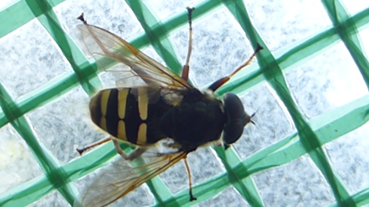 Bog Hoverfly - Sericomyia silentis - Sveifflugur - Sveifur - Flugur ...