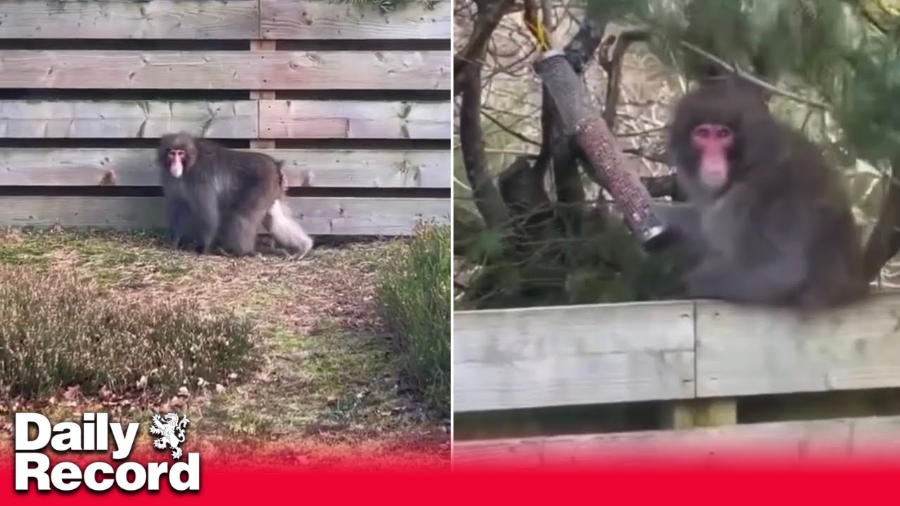 Escaped monkey from Highland Wildlife Park sighted as thermal imaging ...