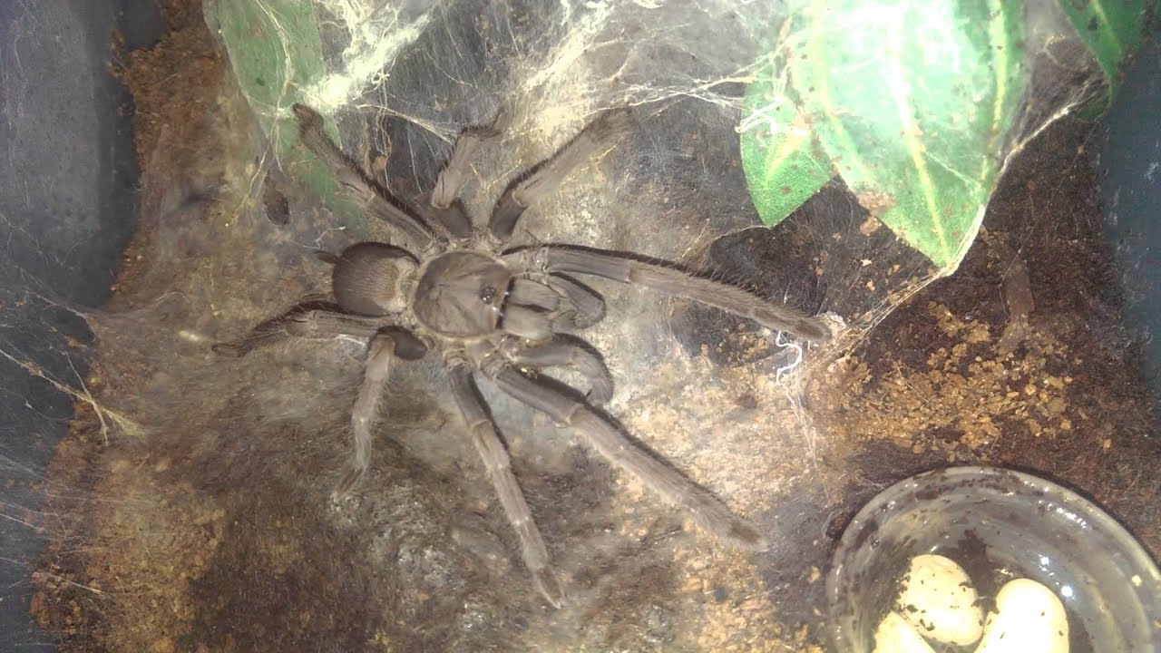 Phlogius sp Black female ( aussie tarantula ) - YouTube