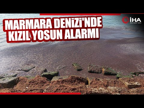 Marmara Denizi'nde Kızıl Yosun Alarmı