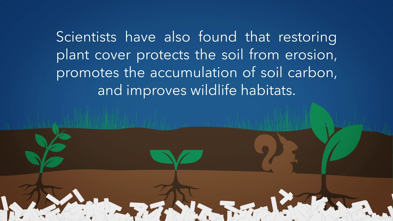 Revitalizing Soil With Paper - YouTube