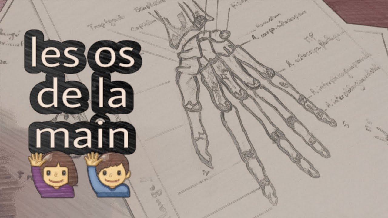 COURS D'ANATOMIE : LES OS DE LA MAIN - YouTube