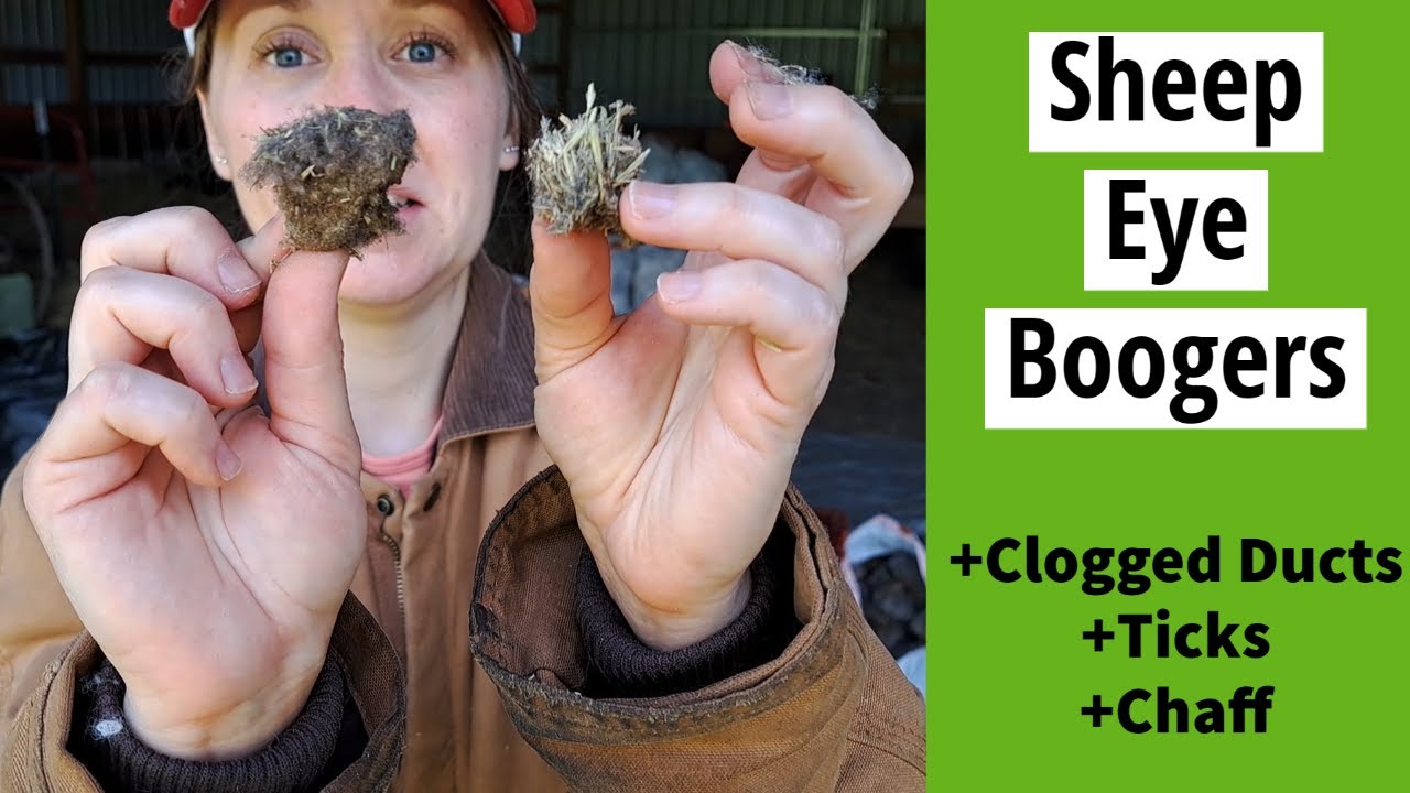 Babydoll Sheep: Clogged Tear Ducts, Chaff, and Ticks - YouTube
