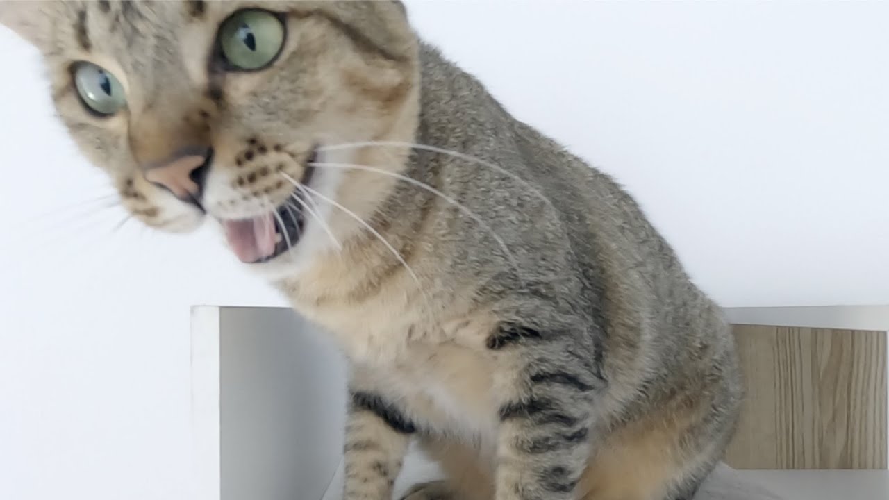 Cat Has Important Message for Humanity - YouTube