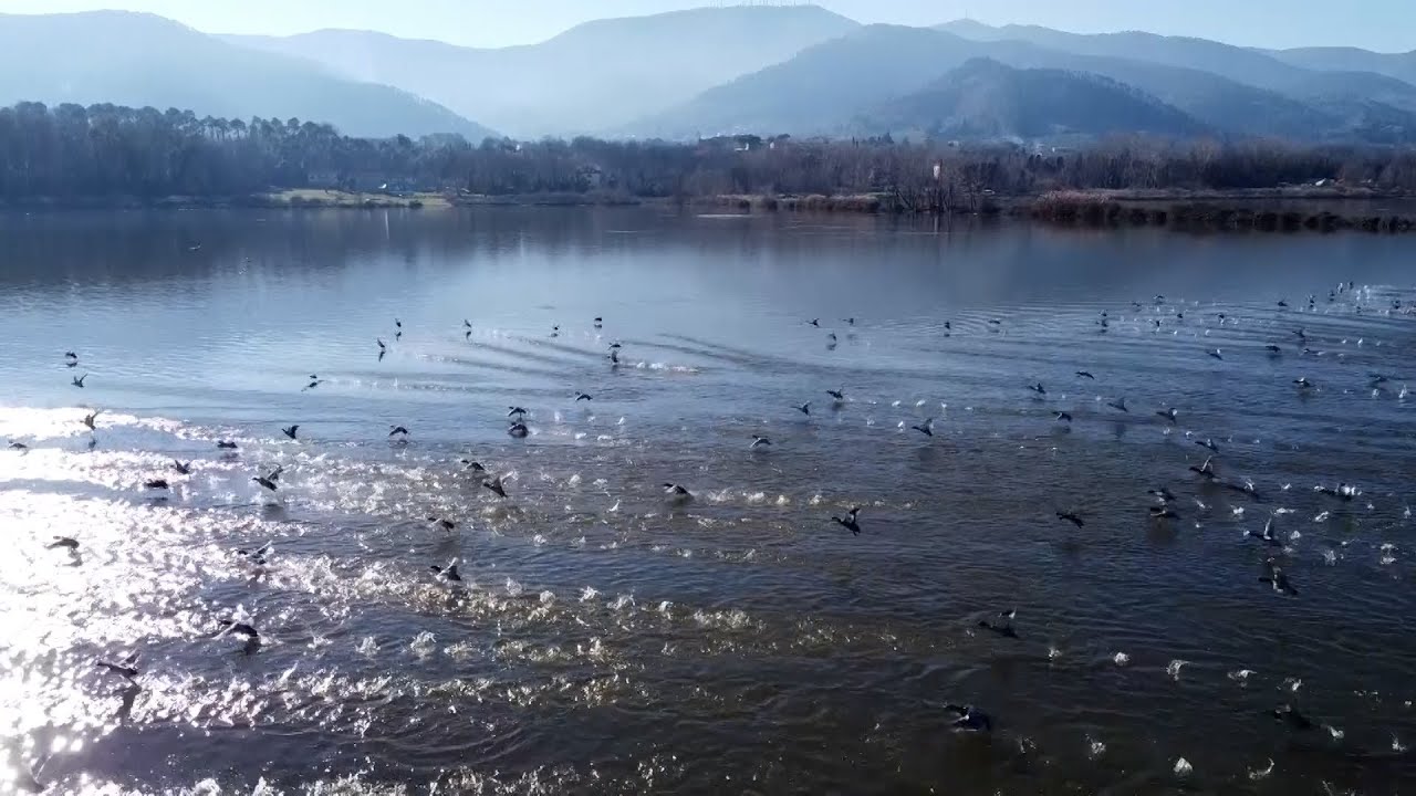 L'ex Lago di Sextum Bientina, paradiso degli acquatici - YouTube