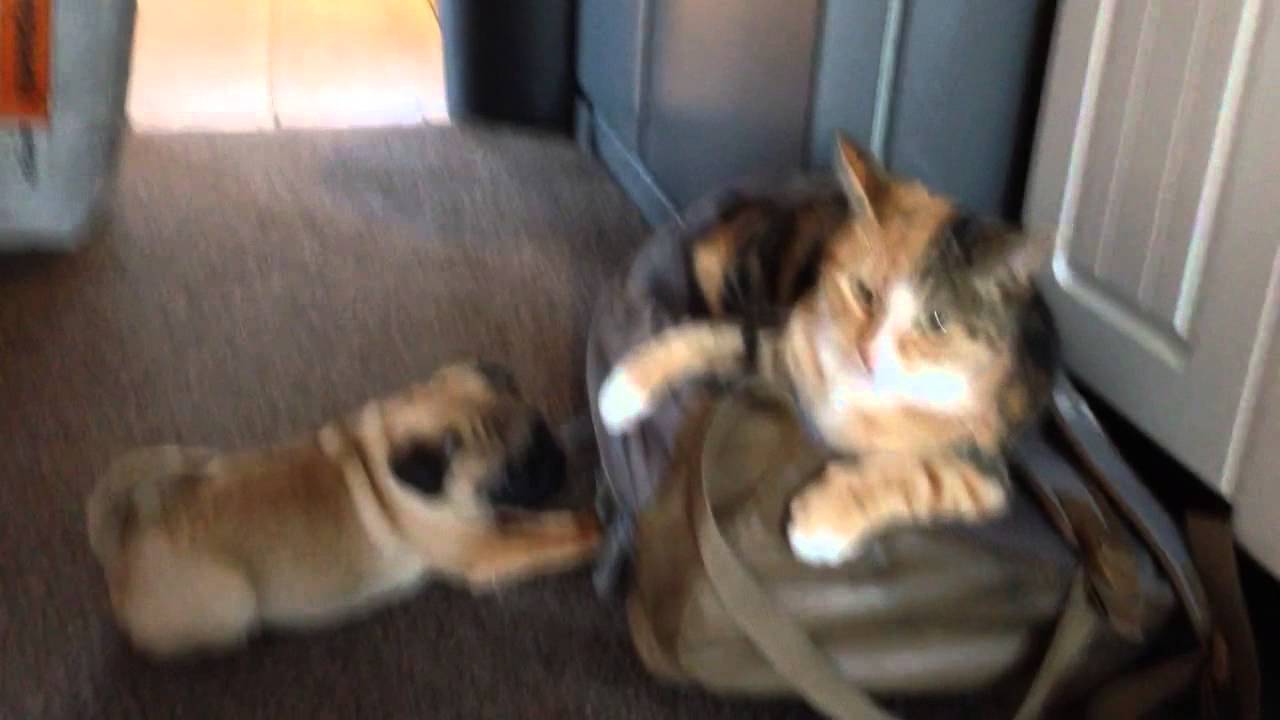 Pug fights cat! EPIC FIGHT - YouTube
