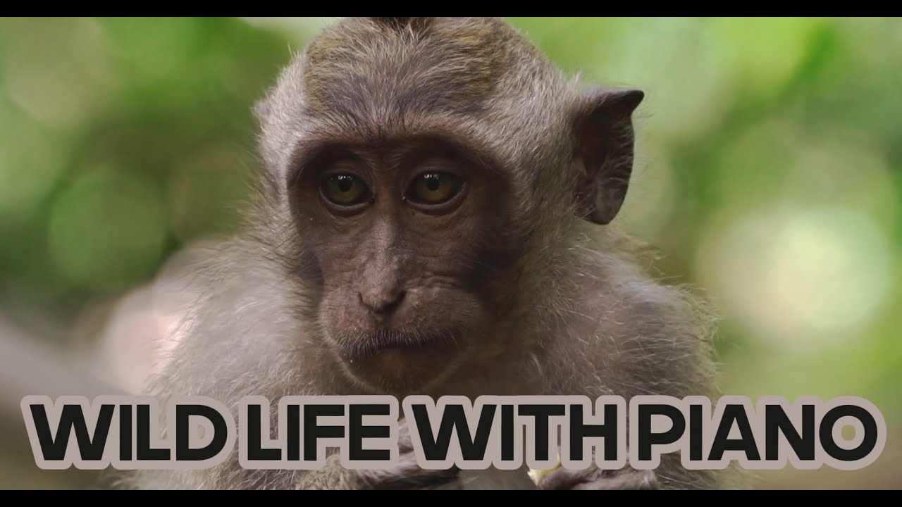 WILD LIFE with Piano play [Perfect music for sleeping, learning and ...