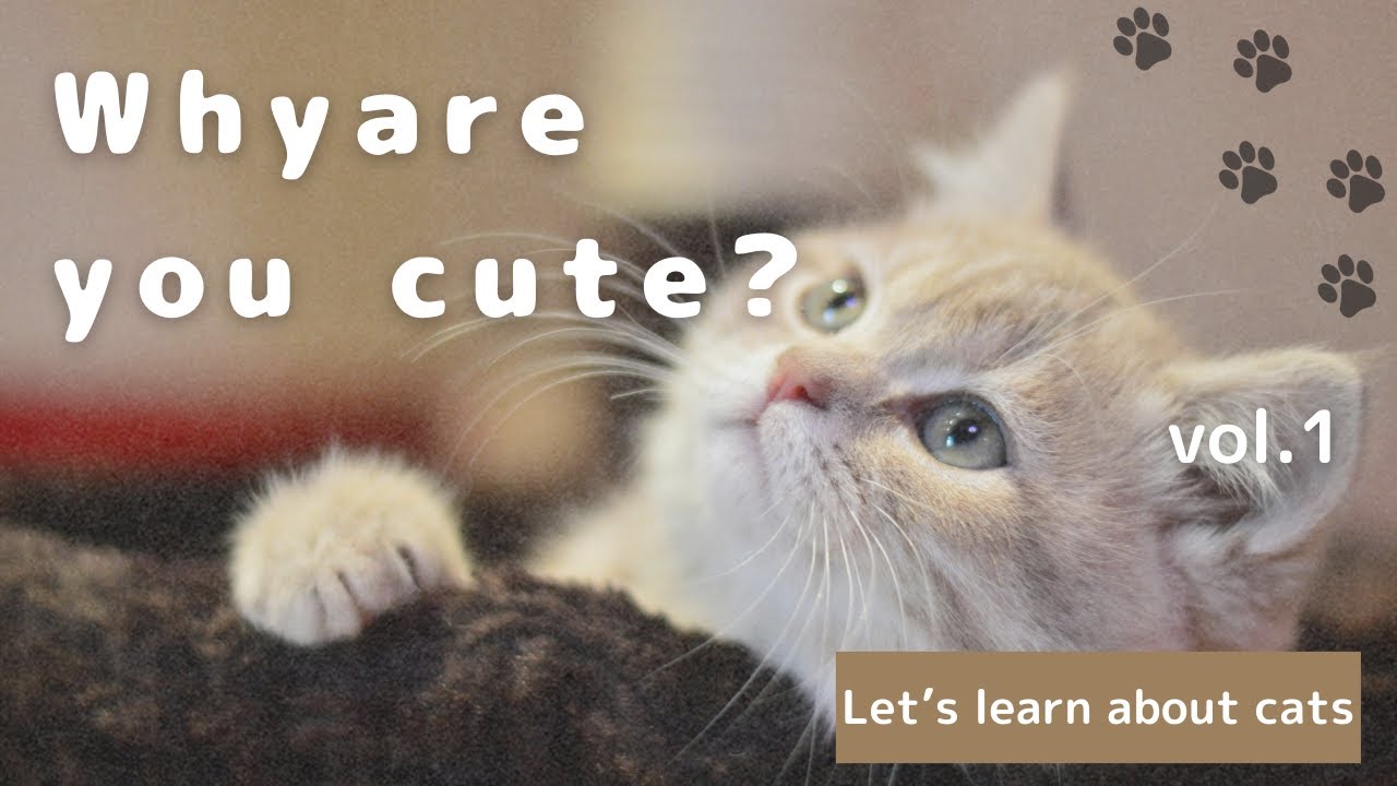 Why are cats so cute? - YouTube
