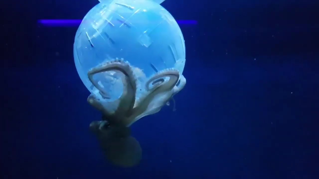 Octopus Enrichment - YouTube