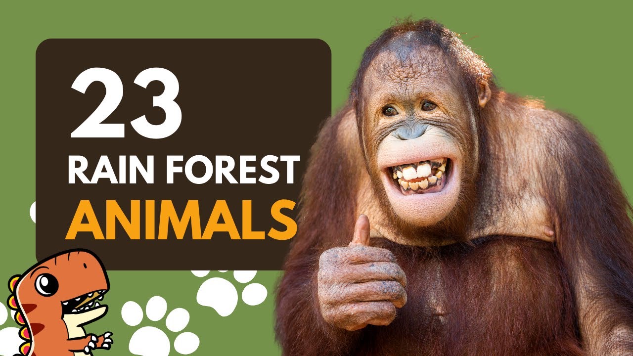 23 Rain Forest Animal Names for Kids to Learn - Educational Video - YouTube