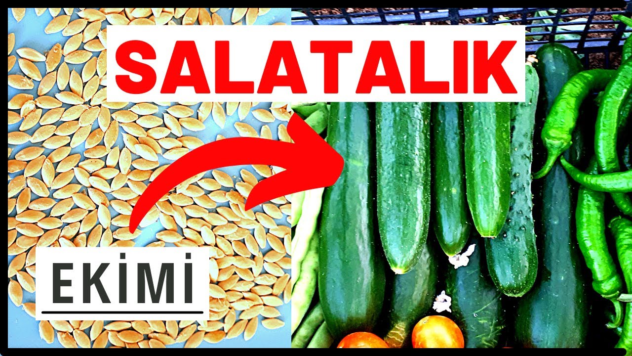 SALATALIK YETİŞTİRME | SALATALIK EKİMİ NASIL YAPILIR ? - YouTube