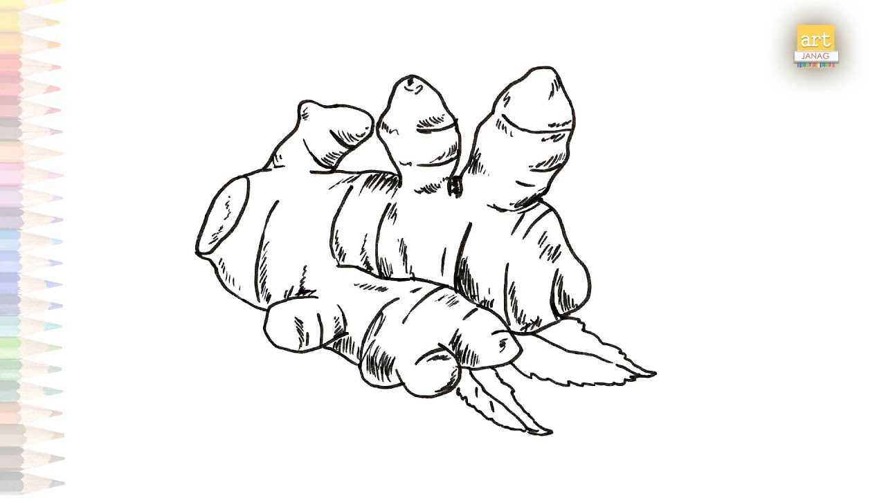 Turmeric root diagram video | Turmeric drawings | How to draw Turmeric ...